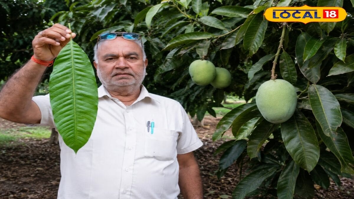 nameless mango variety | unique mango tree in saharanpur | मैंगो बेल्ट ...
