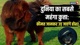 85 साल का यह निहंग दांतों से उठा चुका सवा क्विंटल वजन, खींच चुका ट्रक ...