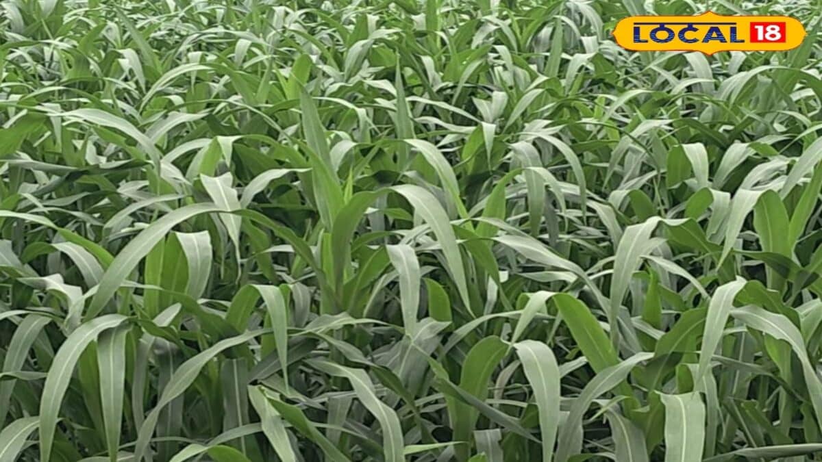 napier grass scheme for farmers | animal fodder farming | नेपियर घास की ...