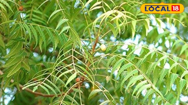 कूड़े में न फेंकें नीम का बीज, एक पेड़ से बनते हैं इतने प्रोडक्ट, हर ...