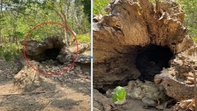 पेड़ के तने में रखी थी काली गठरी, नजदीक से देखने गई महिला, पास जाते ही ...