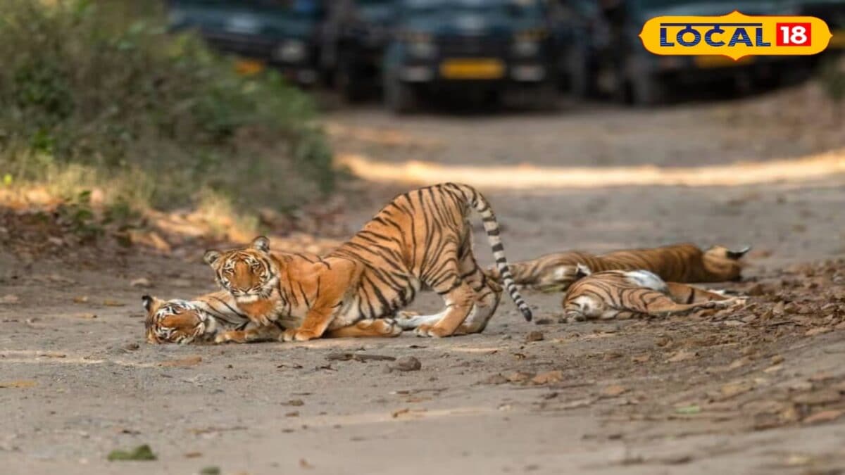 jim corbett national park visit | jim corbett travel guide | जिम ...