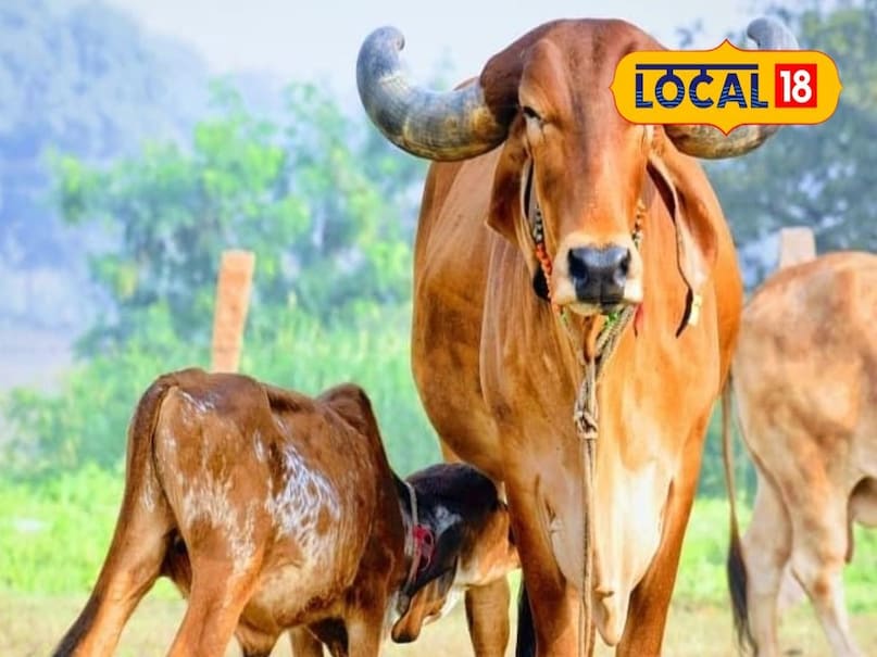 40 डिग्री से ऊपर तापमान में बढ़ जाता है खतरा, जानिए पशुओं को गर्मी से ...