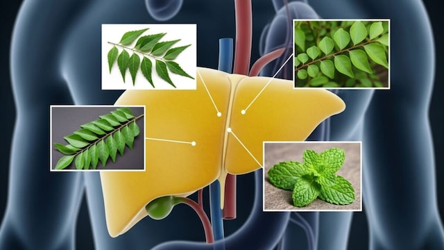Fatty Liver: लिवर पर जमा फैट मक्खन की तरह पिघला देंगी ये 3 हरी पत्तियां ...