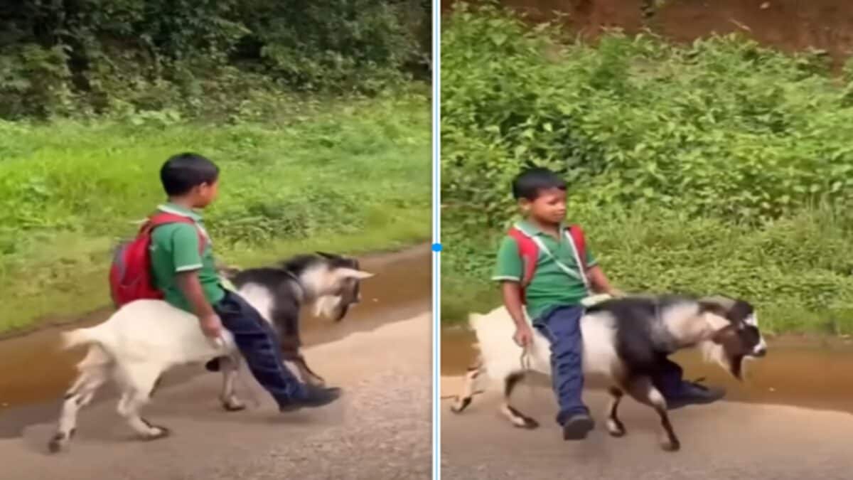 बकरे पर बैठ स्कूल जाता दिखा बच्चा, क्यूटनेस ने जीत लिया दिल, फेल हो गई ...