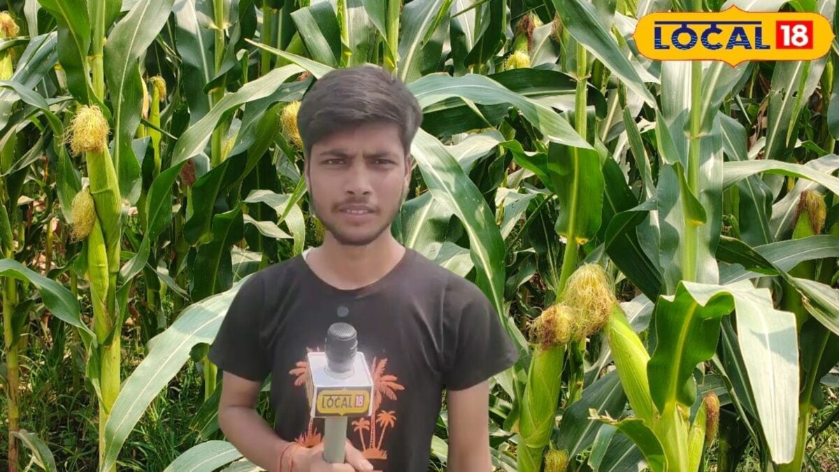Makka Farming Tips: B.Com के छात्र कौशल मिश्र का कमाल, मक्के की खेती कर ...
