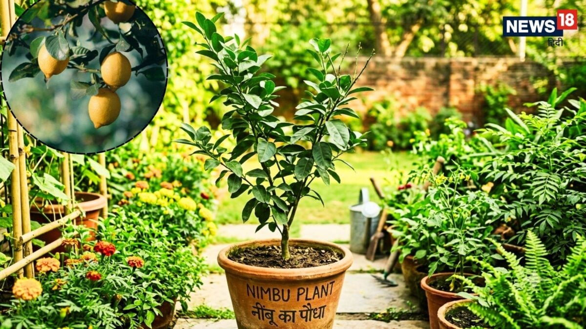नींबू के सारे फूल झड़ रहे हैं? तुरंत रोकें ये 3 गलतियां, वरना पौधे पर ...