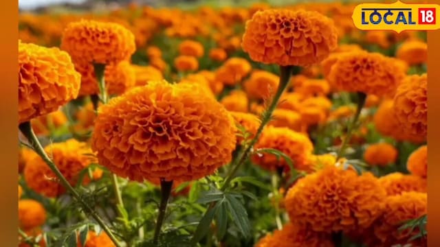 फसलों को छोड़कर फूलों की इस किस्म पर भरोसा दिखा रहे किसान, कर दें बुवाई ...