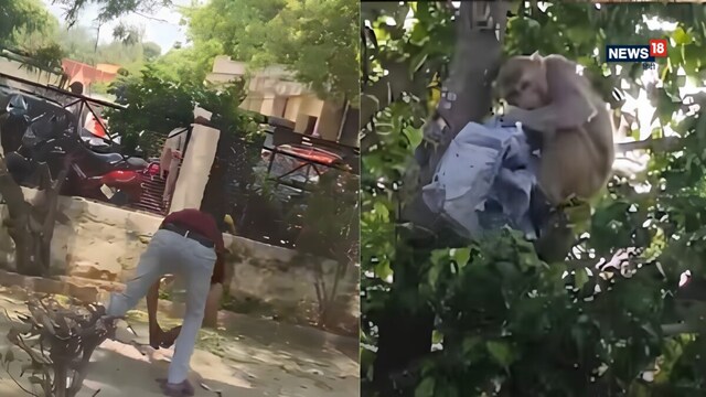 Viral Video: जब बुलंदशहर का बंदर हुआ मालामाल... ₹2 लाख छीनकर कर दी ...
