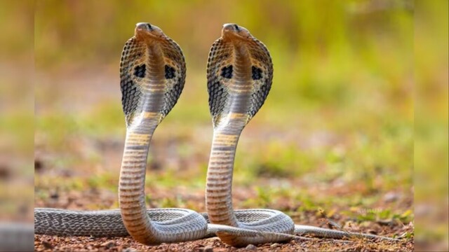 Naag Nagin Ki Kahani Snake Story Saanp Ki Kahani मिल गई नाग-नागिन की ...