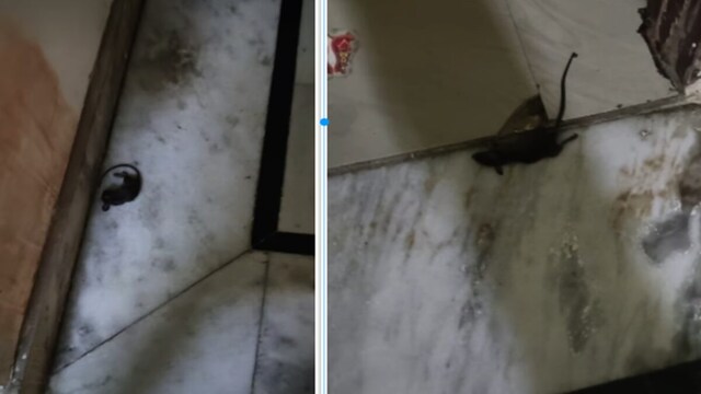 घर में चूहों ने मचा रखा था आतंक, शख्स ने रात को रखा जहर, मर गया चूहे का ...
