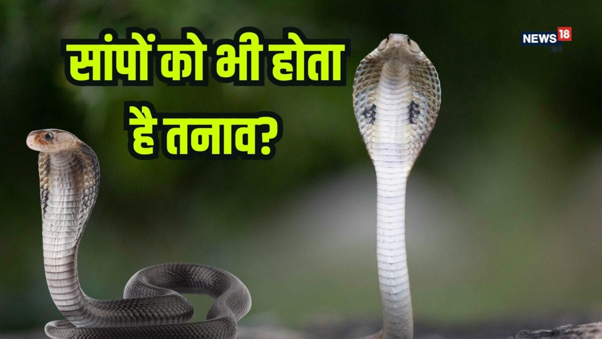 इंसानों की तरह सांपों को भी होता है तनाव? तब बनते हैं और भी आक्रामक ...
