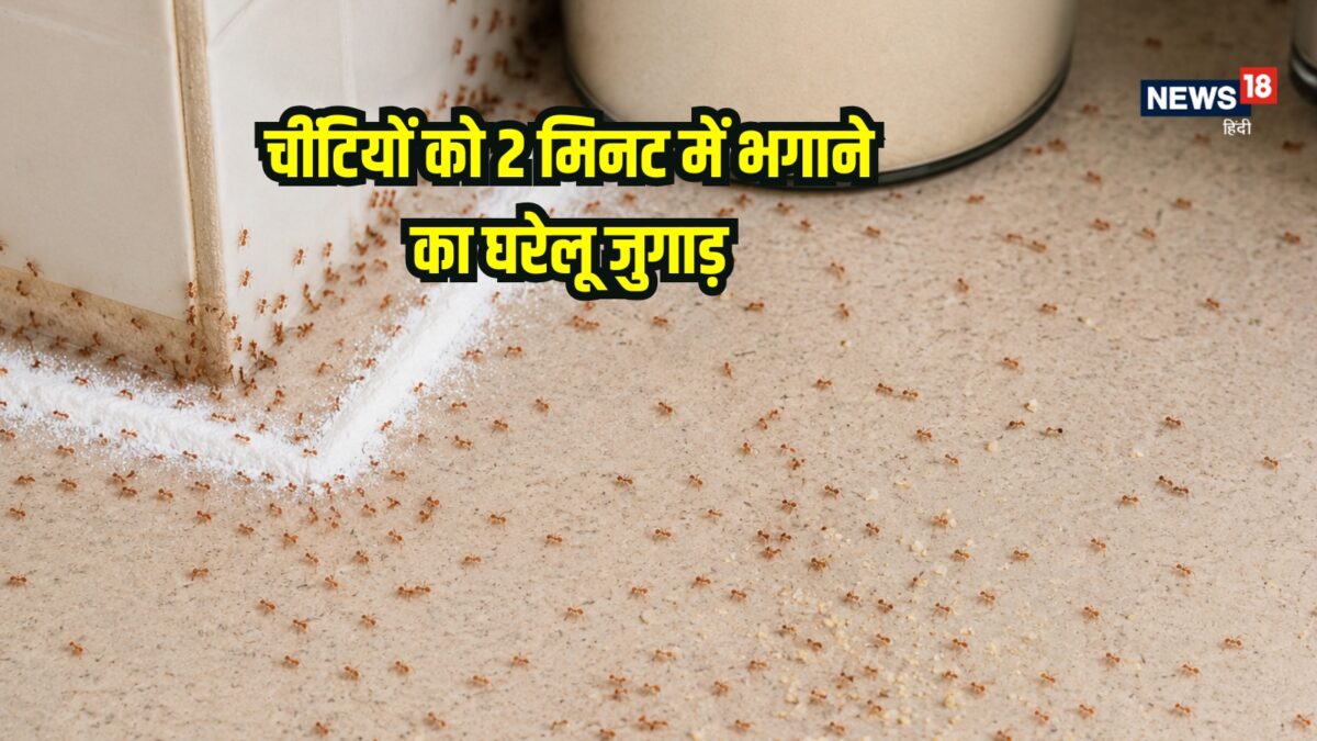 किचन में चींटियों ने कर दिया है कब्जा? लक्ष्मण रेखा छोड़ें, इस आसान ...