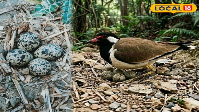 विज्ञान बिना बारिश की सटीक भविष्यवाणी, इस चिड़िया के अंडे देख ग्रामीण ...