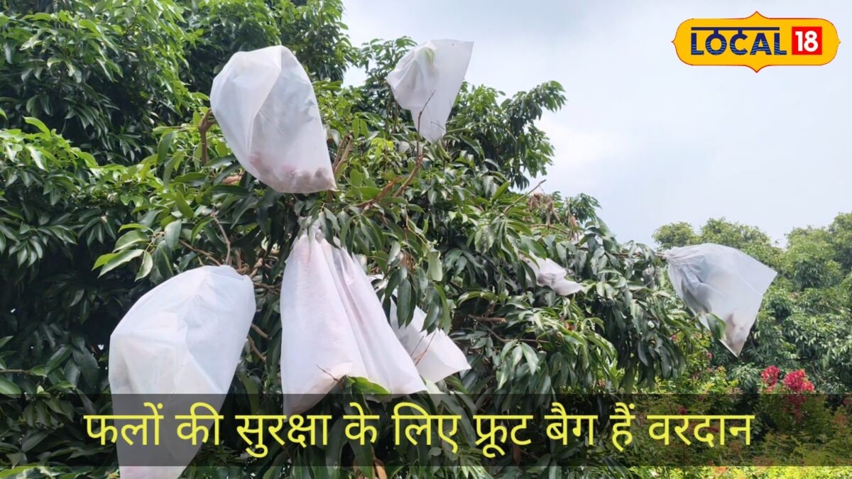 लीची से लेकर आम तक...धूप, बारिश-ओले नहीं कर पाएंगे नुकसान, इस जापानी ...