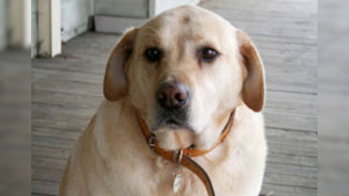 Gold tooth for faithful doggie!