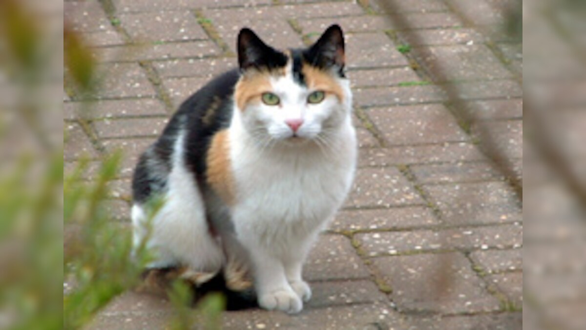 Cat-chy issue: Feline hero saves baby - News18