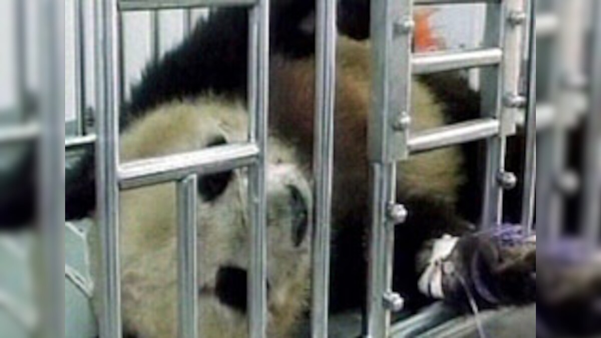 Injured panda gets false teeth