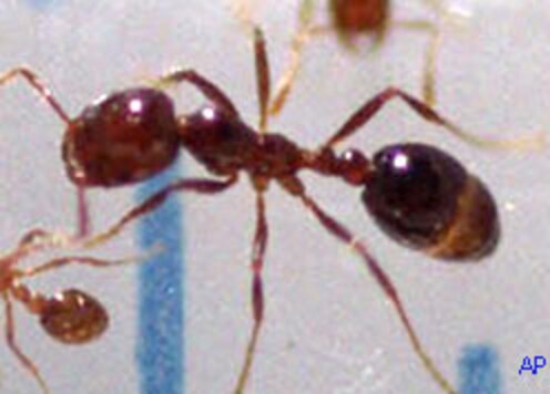Colombia’s ants entice gourmets - News18