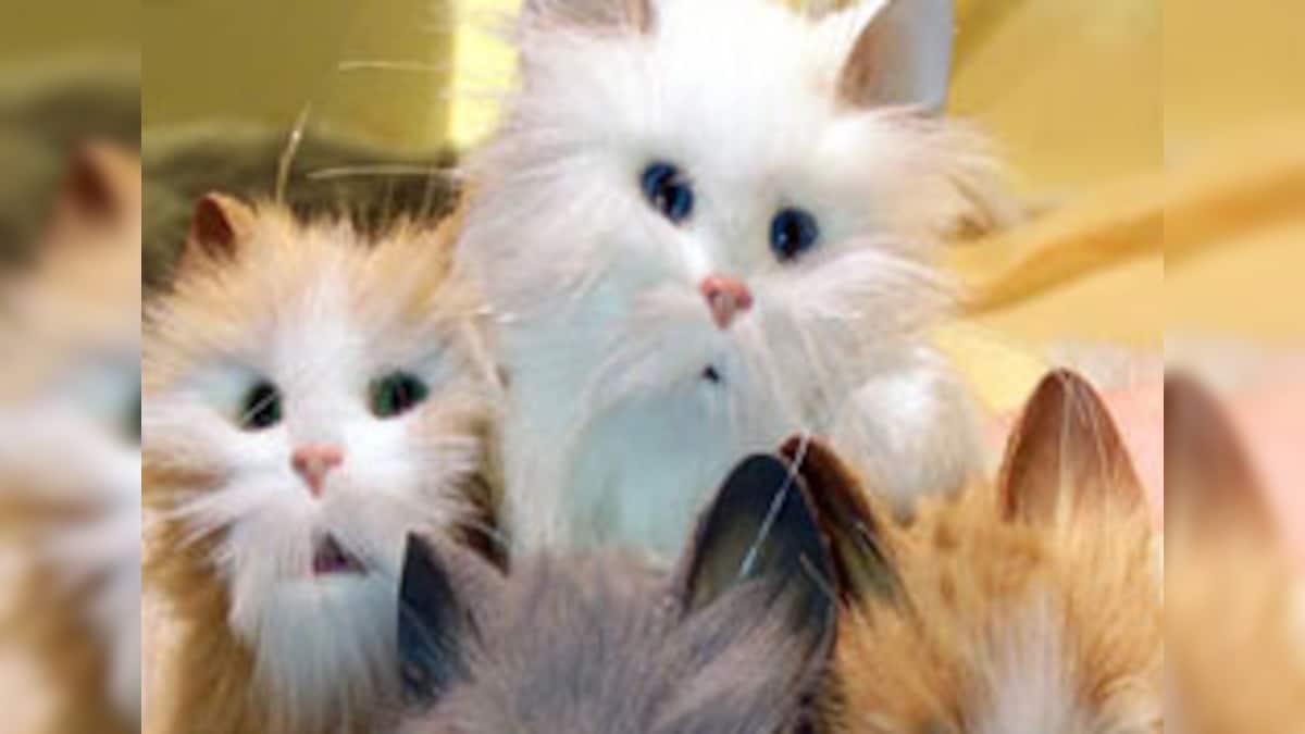 Cal cats binge on Italian veg food