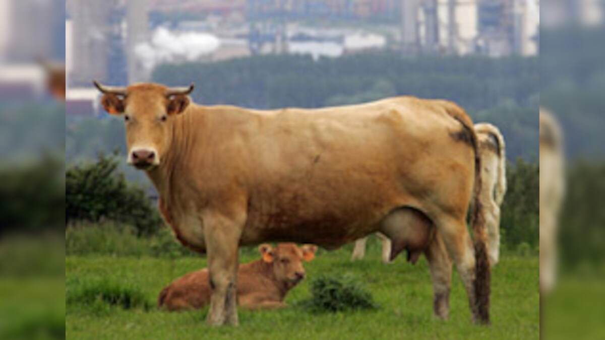 Cows moo with a regional accent