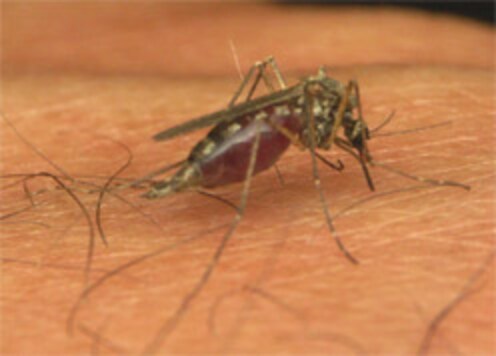 Use DDT insecticide indoors, says WHO