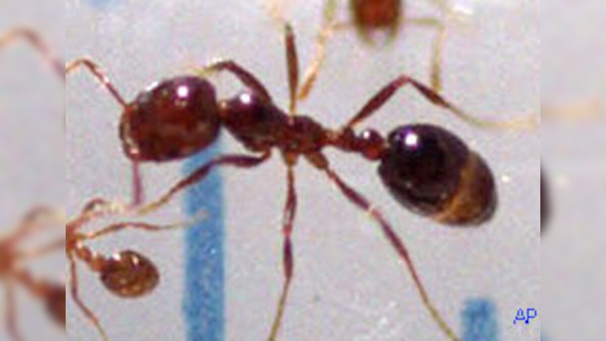Ants' navigational skills uncovered - News18