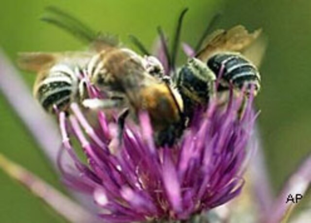 Bees, other pollinators may be declining - News18