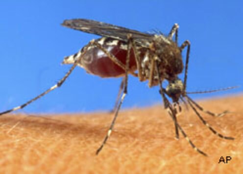 Dengue bites Latin America, Caribbean