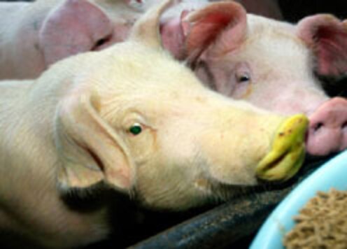 China scientists breed fluorescent pigs - News18