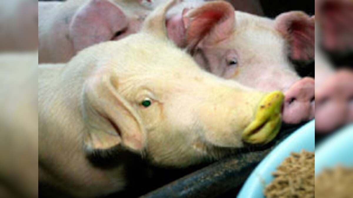 China scientists breed fluorescent pigs