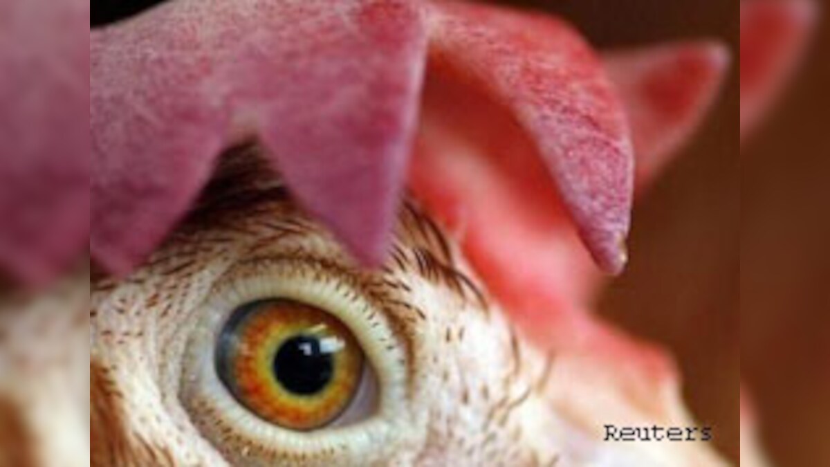Engineered chickens to cure cancer - News18