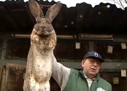 Giant rabbits to feed North Korea - News18
