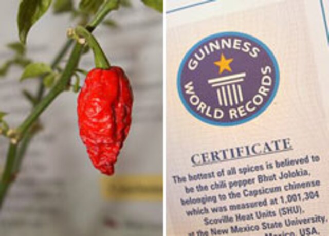 Indian chilli world's hottest: Guinness - News18