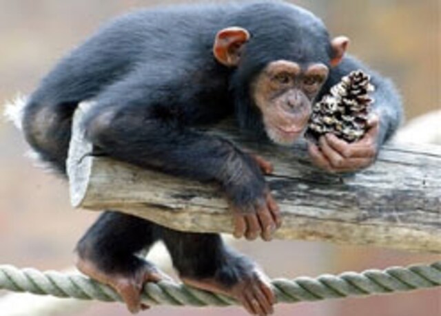 Ancient chimps may have used hammers - News18