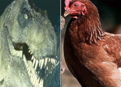 Chickens were dinosaurs once: study