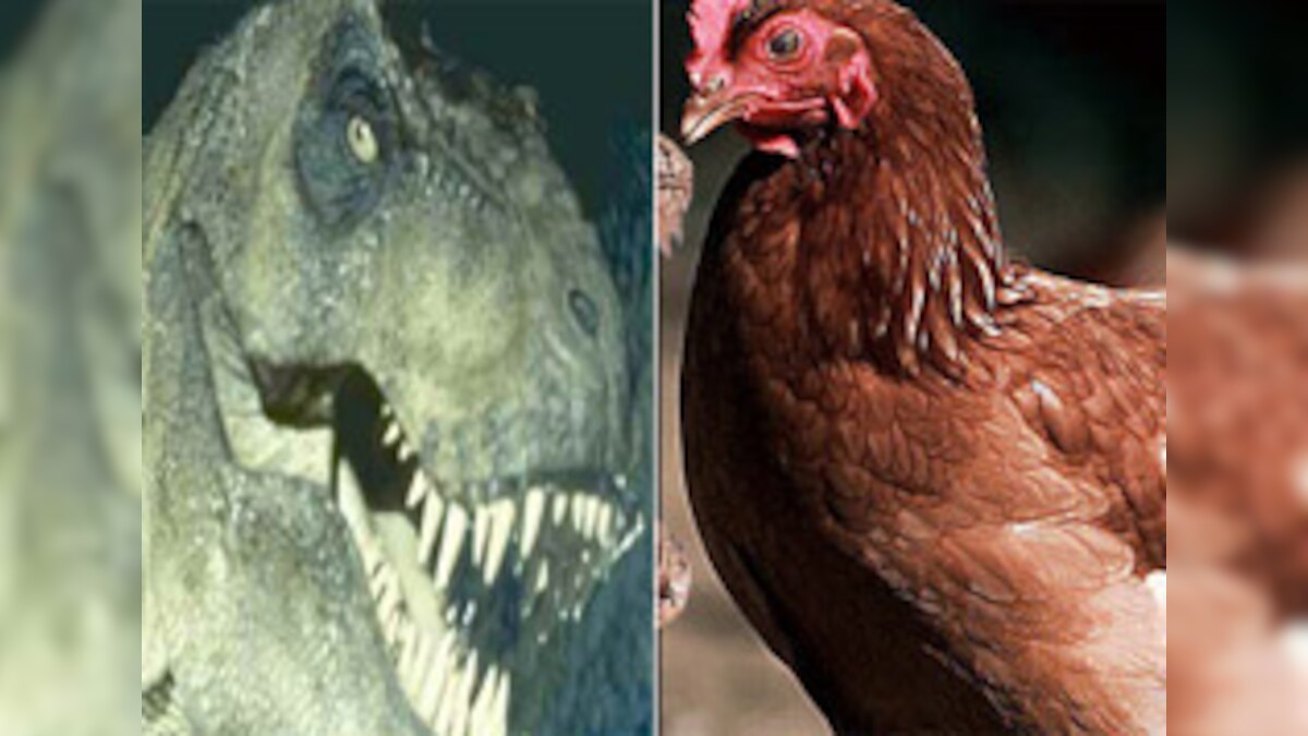 Chickens were dinosaurs once: study