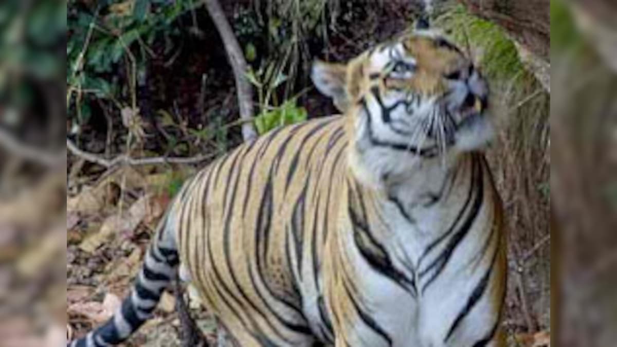 Orissa officials rescue wounded tiger - News18