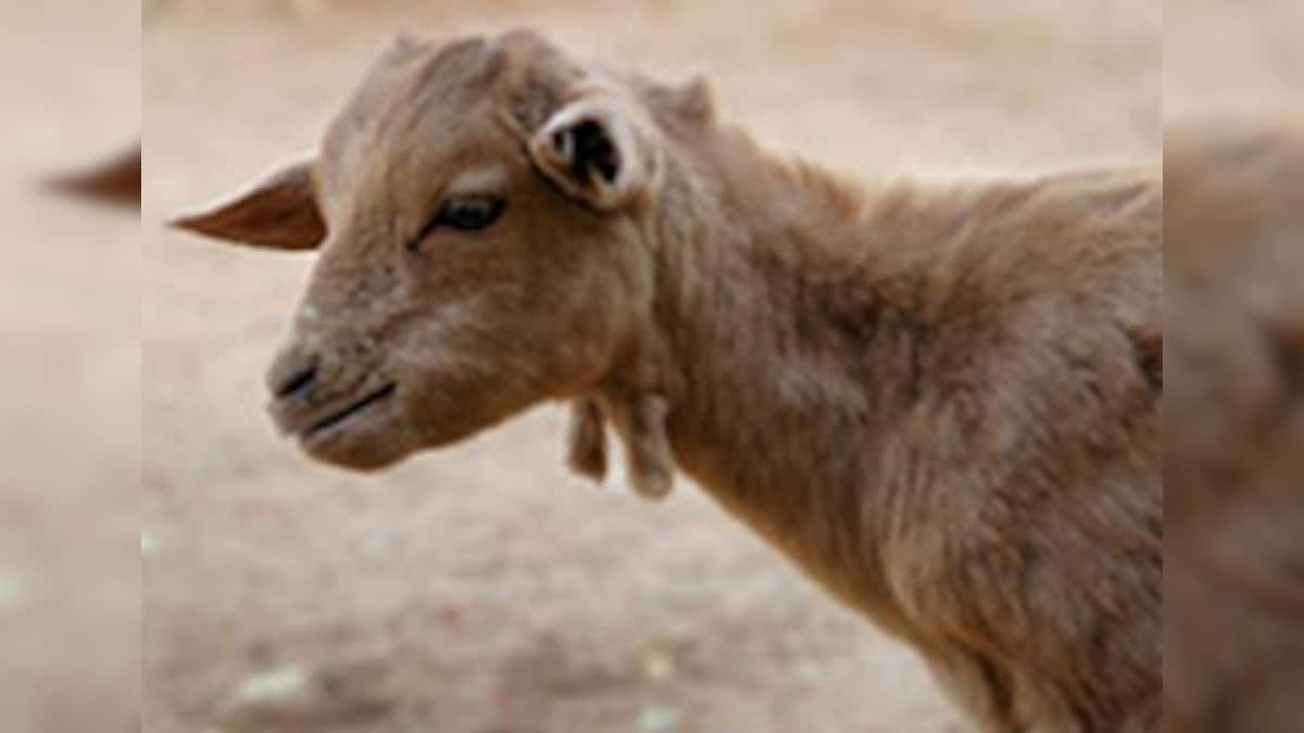 Man mourns death of his goat 'wife' - News18