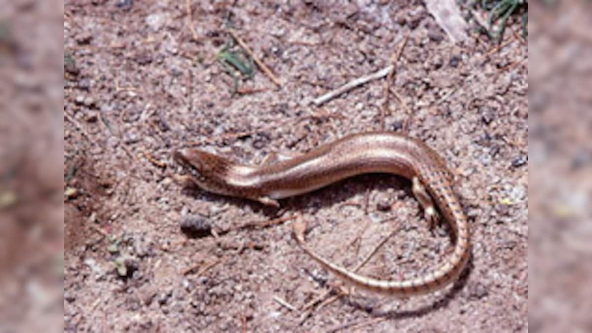 New species of lizards found in Orissa - News18