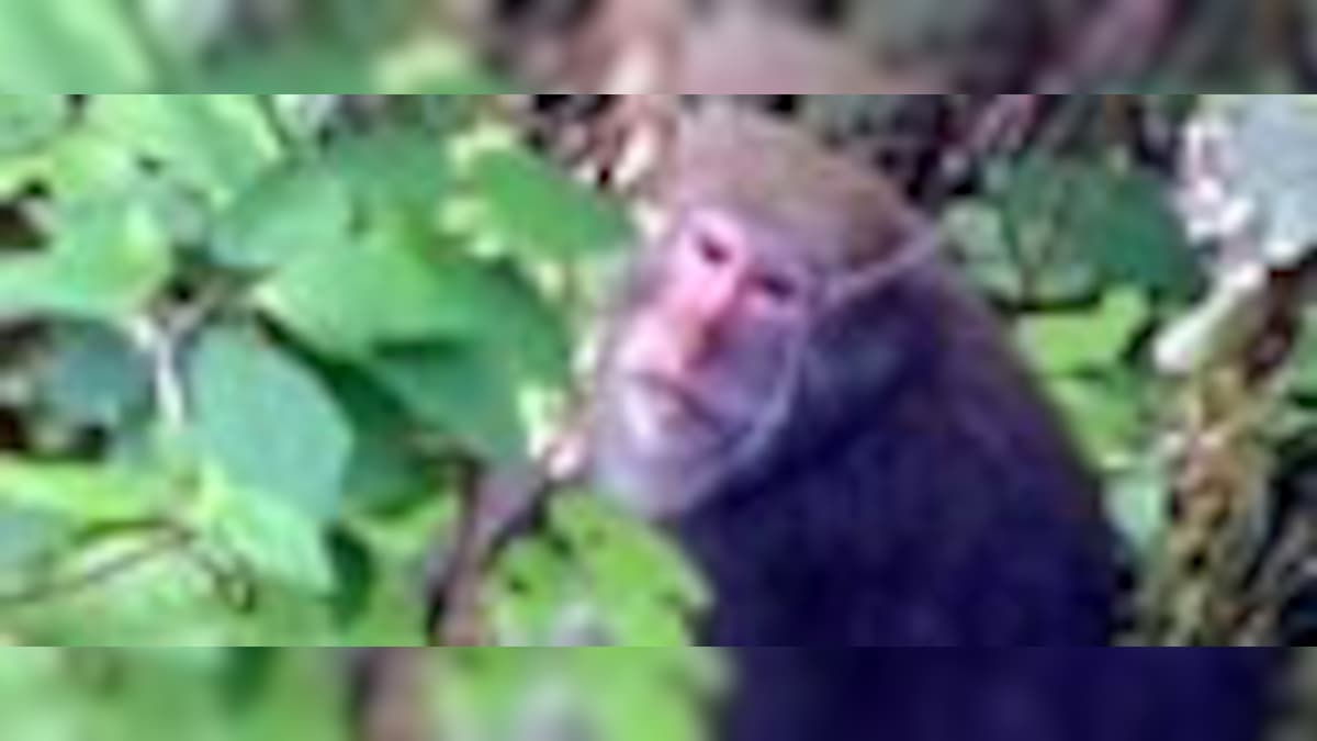 Farmers make coffee from beans spit out by monkeys - News18