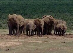 South Africa to resume elephant culling - News18