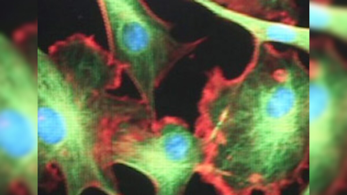 Scientists create part-human, part-animal embryos