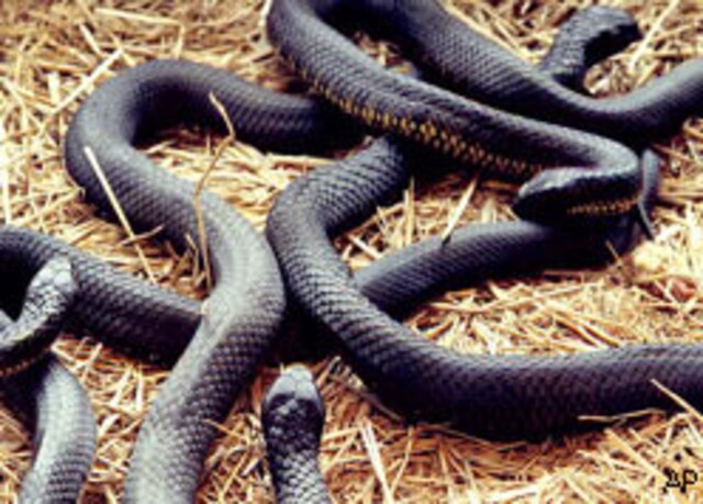 Lore of Cleopatra's ‘snakebite suicide’ a myth? - News18