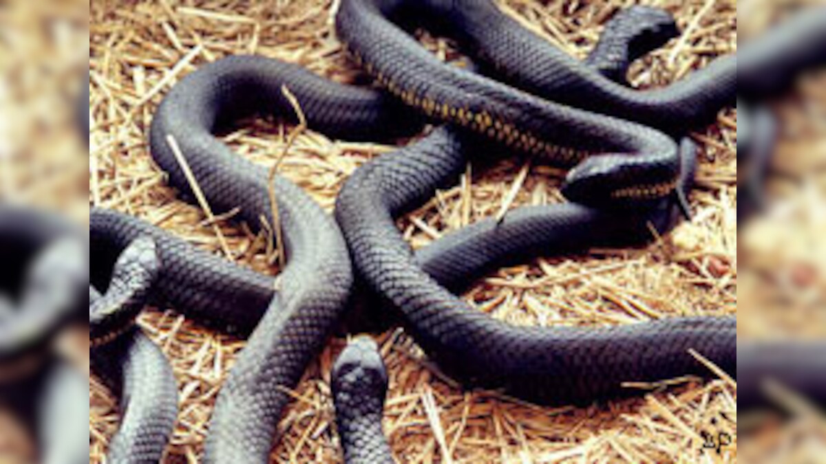 Lore of Cleopatra's ‘snakebite suicide’ a myth? - News18