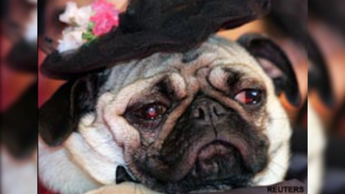 Animal welfare board growls at Vodafone pug advert - News18