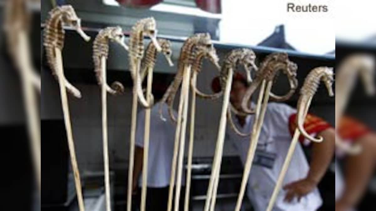 Beijing menu: scorpion fry, seahorse kebab