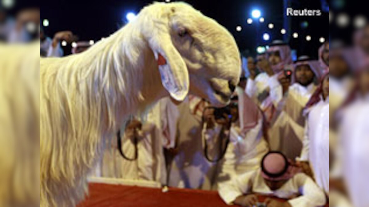 Saudi Arabia holds its first 'beautiful goat' pageant