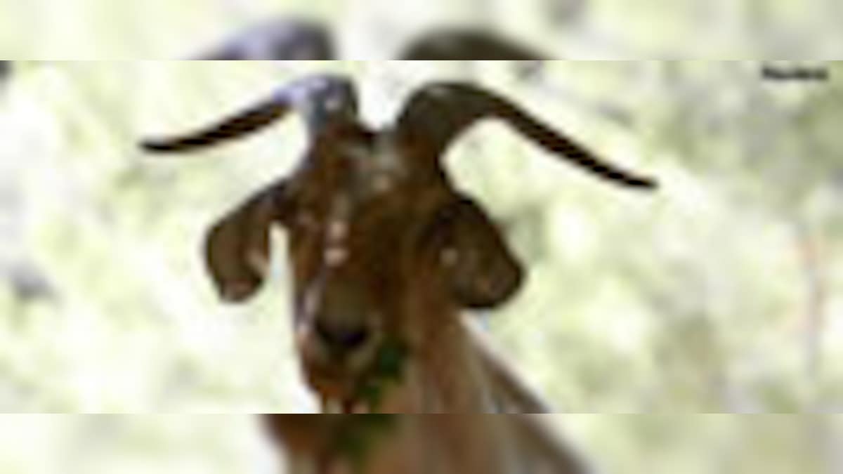 Saudi Arabia holds its first 'beautiful goat' pageant - News18