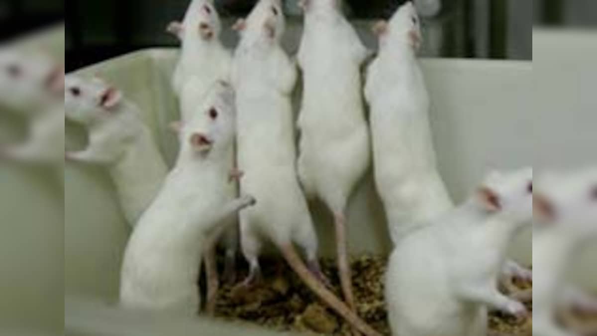 Rats! Hamelin needs a modern-day Pied Piper - News18
